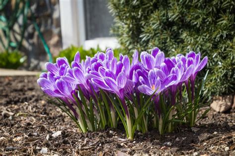What Is The Difference Between Annual And Perennial Plants