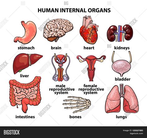Organos Internos Del Cuerpo