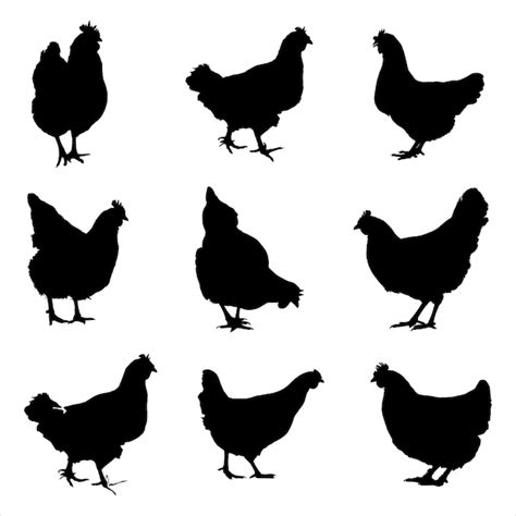 Colección de vectores de silueta de gallina Vector Premium