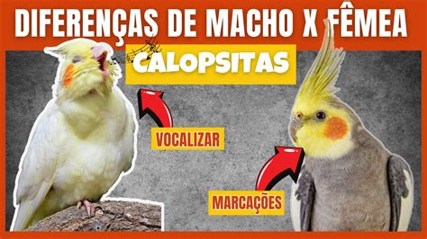 COMO SABER SE A CALOPSITA É MACHO OU FÊMEA DESCUBRA AQUI 10