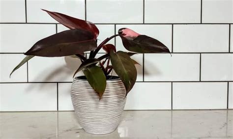 Philodendron Pink Princess Care Ultimate Plant Growing Guide