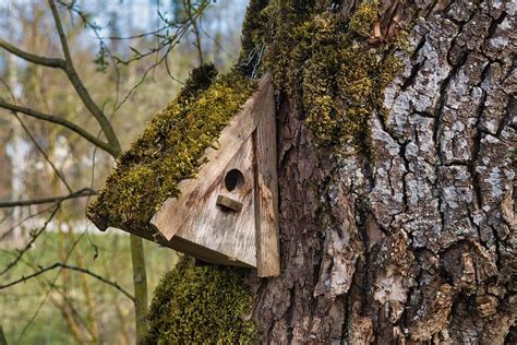 Come Costruire Una Casetta Per Uccelli Petsblog