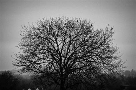 1360x768 Wallpaper Tree Peakpx