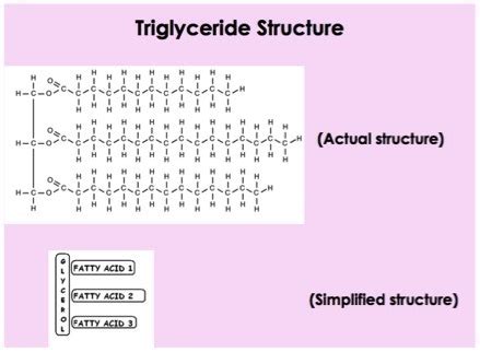 What Are The Two Parts Of A Triglyceride