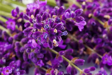 Lavendel Blomster Isoleret Mod En Hvid Baggrund Lilla Sommerblomster