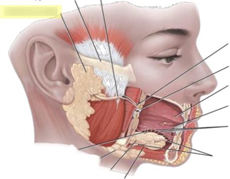 Salivary Glands Diagram Quizlet