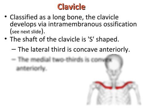 Solution Ccmh Gross Anatomy Palpation Lecture Boney Pectoral