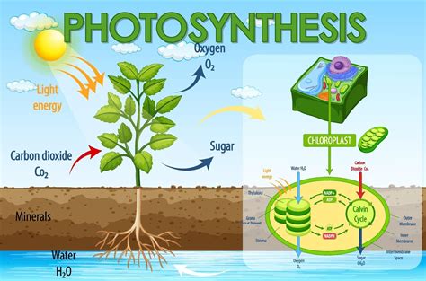 Proceso De Fotosintesis