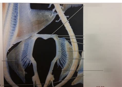 Shark Pelvic Girdle Diagram Quizlet