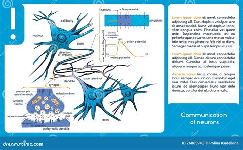 Communication Des Neurones Illustration De Vecteur Illustration Du
