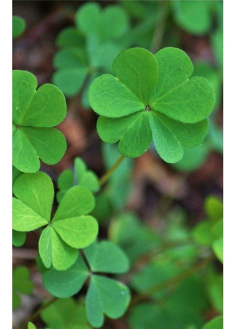 100 Sementes Trevo De 4 Folhas Verde Parcelamento Sem Juros