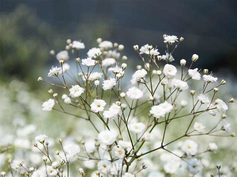 How To Grow And Care For Gypsophila Babys Breath Love The Garden