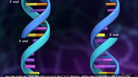 DNA Replication HD Animation YouTube