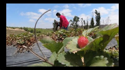Plaga En Las Frutillas Youtube