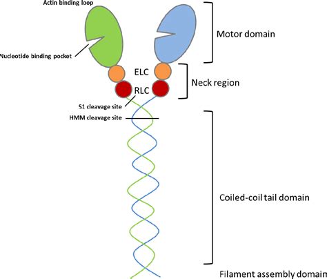 Figure 1 2 From Interactions Of Smooth Muscle Myosin Filaments With