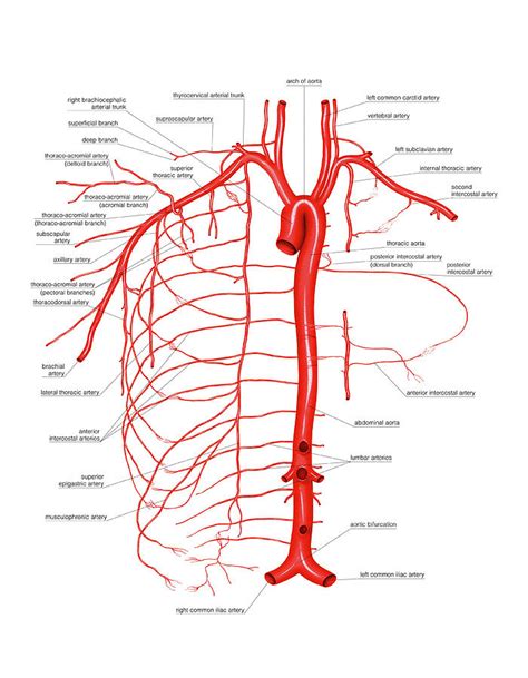 Arterial System Of Thoracic Wall By Science Photo Library