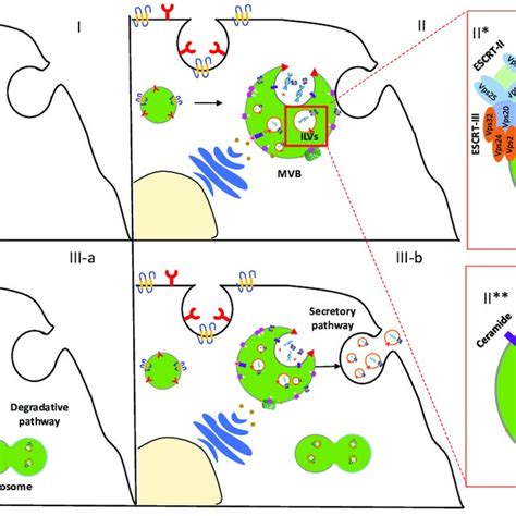 Biogenesis And Secretion Of Exosomes After The Endocytosis Of The