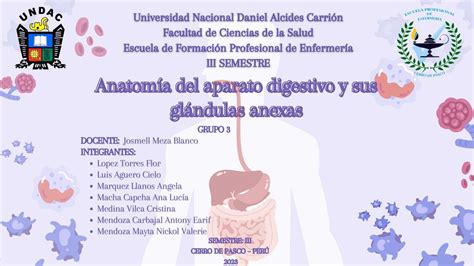 Anatom A Del Aparato Digestivo Y Sus Gl Ndulas Anexas Cristina Udocz