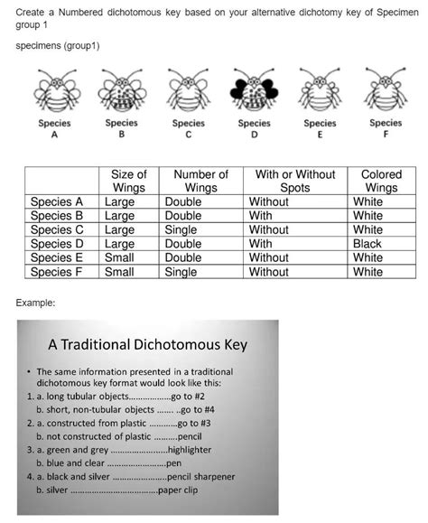 Solved Create A Numbered Dichotomous Key Based On Your Chegg