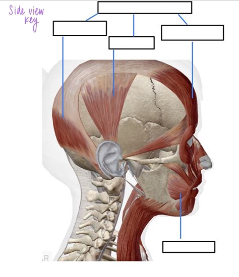 Side Face Muscles Diagram Quizlet