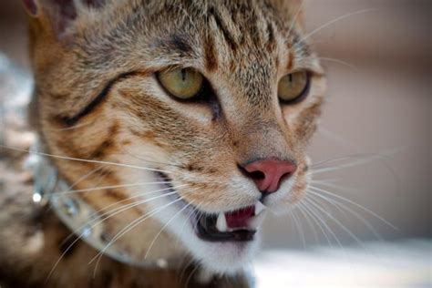 Por qué mi gato tiene arcadas 4 pasos