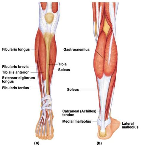 Gastrocnemius Muscles Diagram Muscle Diagram Skeletal Muscles Cs