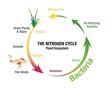 Nitrogen Cycle With Diagram