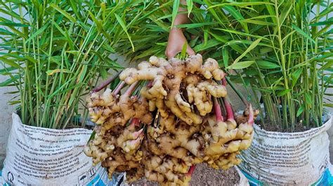 Amazing Idea For Growing Ginger How To Grow Ginger In Bag To Fast