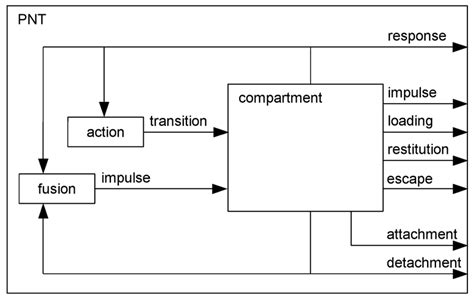 the structure of the p n t coupled devs model download scientific diagram