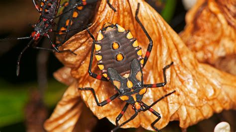 What Is An Assassin Bug And How Are They Good For Your Garden