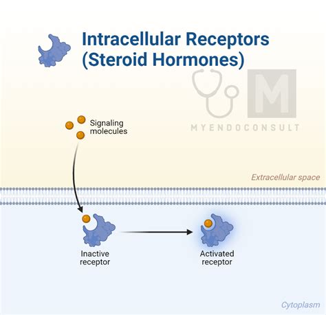 Types Of Hormone Receptors My Endo Consult