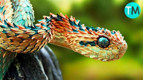 La Serpiente Mas Bonita Del Mundo Requenayaccion