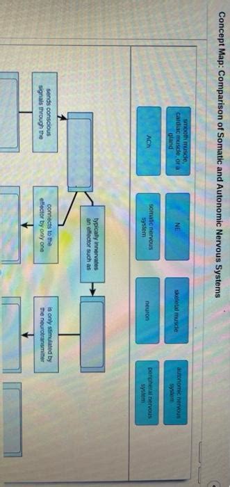 Concept Map Comparison Of Somatic And Autonomic Chegg