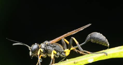 Owad podobny do osy i szerszenia Czy gliniarz naścienny jest groźny