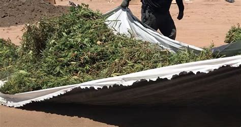 Usa Policja Zlikwidowa A Gigantyczne Plantacje Marihuany Wydarzenia