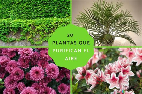 Plantas Que Purifican El Aire Exterior E Interior Nombres Y Fotos