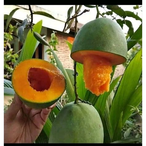Jual Bibit Mangga Arum Manis Super Genjah Shopee Indonesia