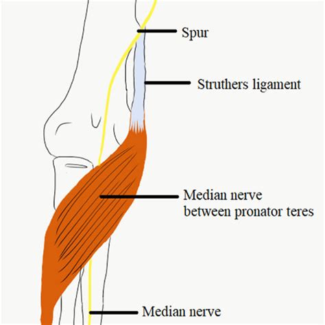 Pronator Teres Attachments Action Innervation