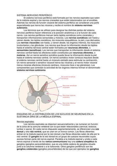 Sistema Nervioso Periférico y Autónomo Fran Juarez uDocz