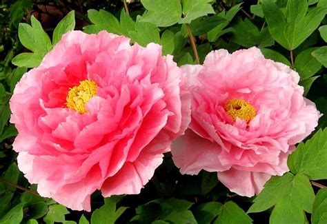 Top 16 Loài hoa đẹp nhất thế giới Toplist vn