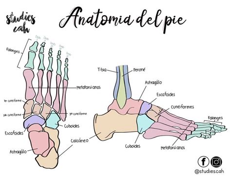 Huesos del Pie Anatomia y fisiologia humana Anatomía Anatomía humana