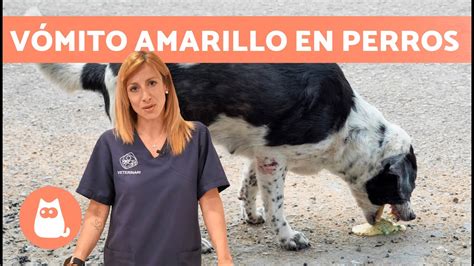 Por qué mi PERRO VOMITA AMARILLO Causas y Tratamiento YouTube