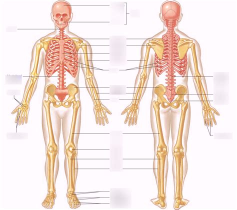 Skeleton Diagram Quizlet