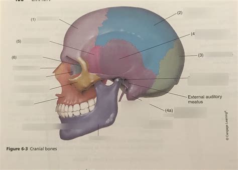 Cranial Bones Diagram Quizlet
