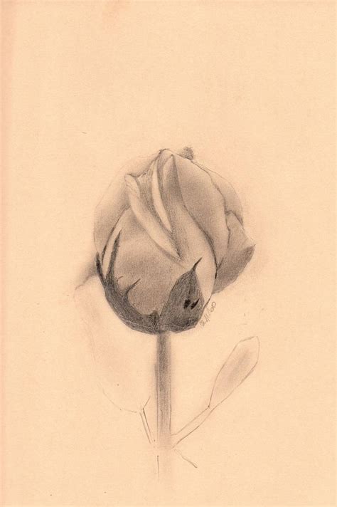 Pencil Drawing Rose Flowers Best Flower Site