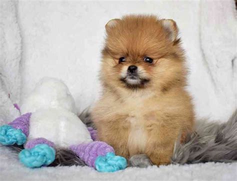 Pomeranian štěňata bazar Hyperinzerce cz