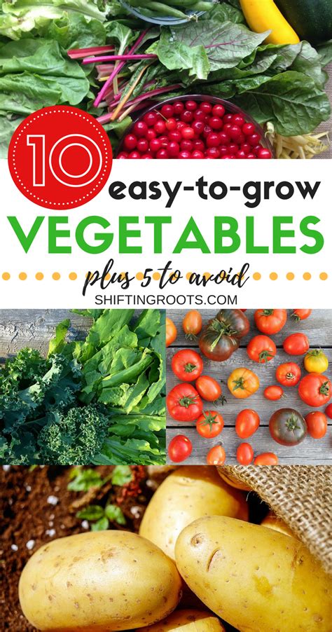 Top 10 Easy Vegetables To Grow At Alannah Marin Blog