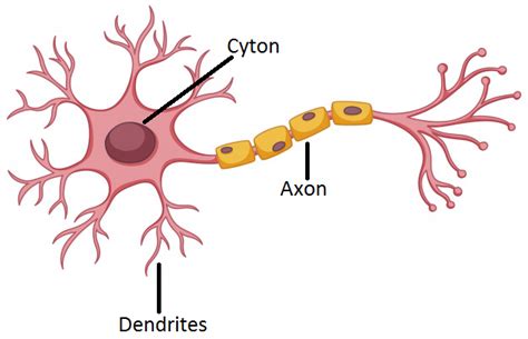 Simple Neuron Drawing