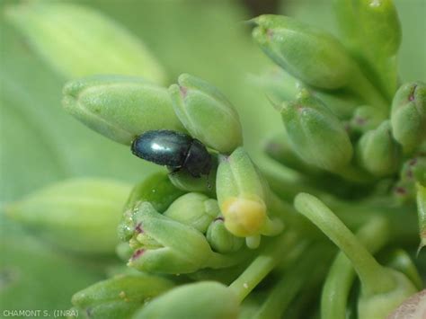 Hypp encyclopédie en protection des plantes