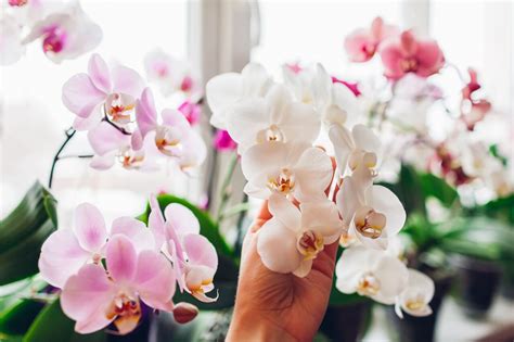 Como cuidar de orquídeas Confira 9 dicas práticas